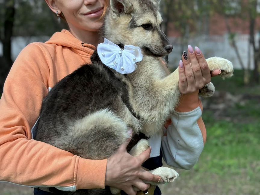 Щенок Вьюга, ищет семью. Ждет на просмотр