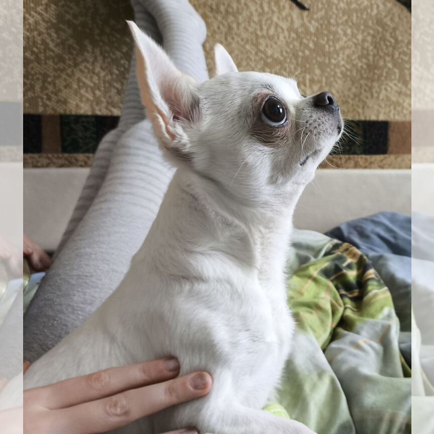 Чихуахуа, взрослый пёс