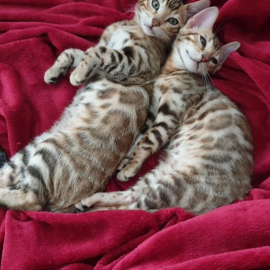 Бенгальская