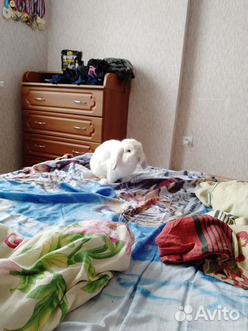 Декоративный кролик бесплатно