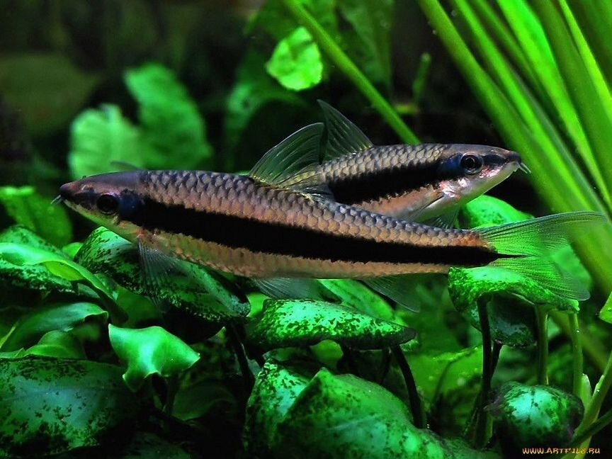 Водорослеед