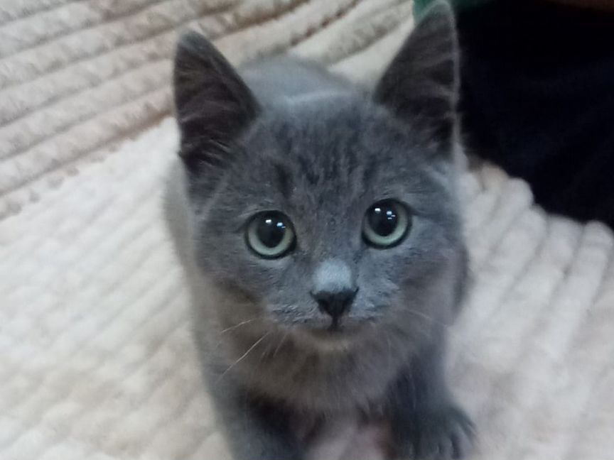 Серый котик