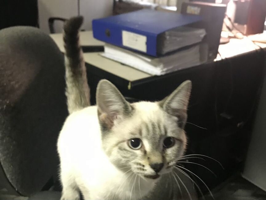 Отдам в добрые руки маленькую собаку и котенка