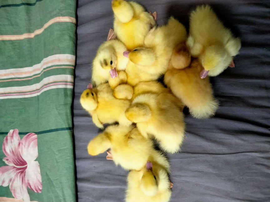 Индоутята суточные