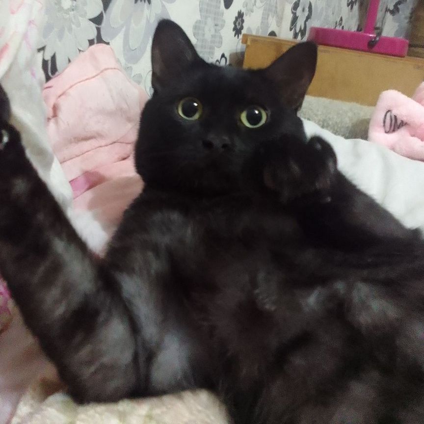 Котята в добрые руки бесплатно мальчик