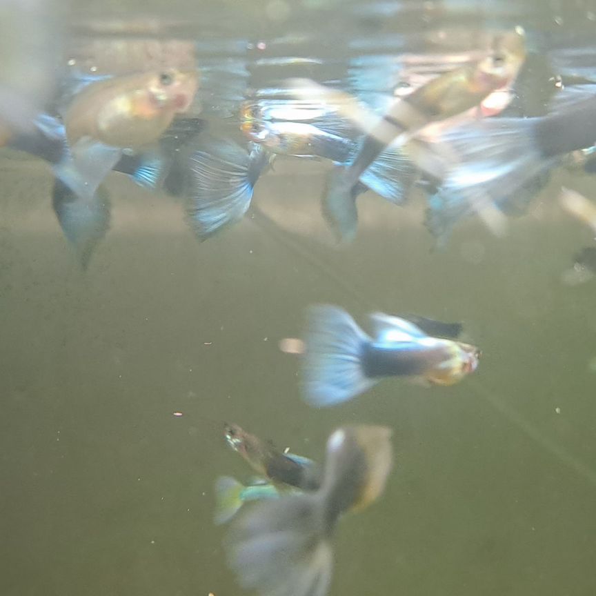 Аквариумные рыбки гуппи