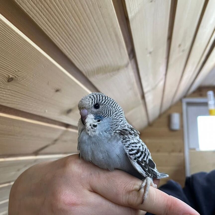 Волнистый попугай