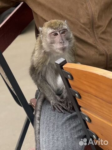 Обезьяна