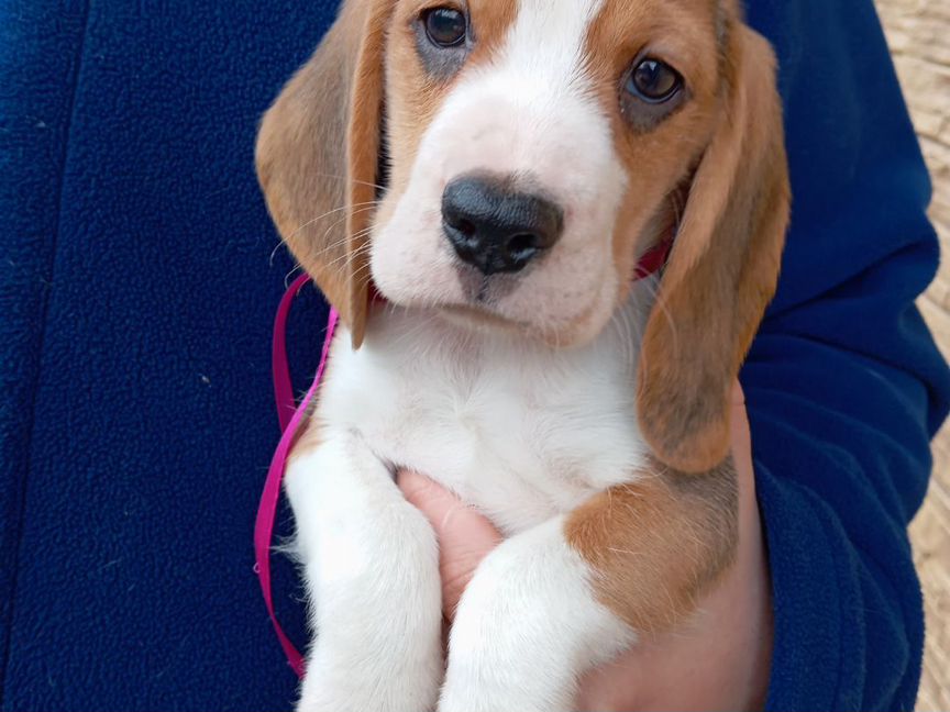 Бигль - щенки с документами