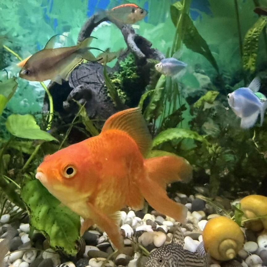 Аквариумные рыбки