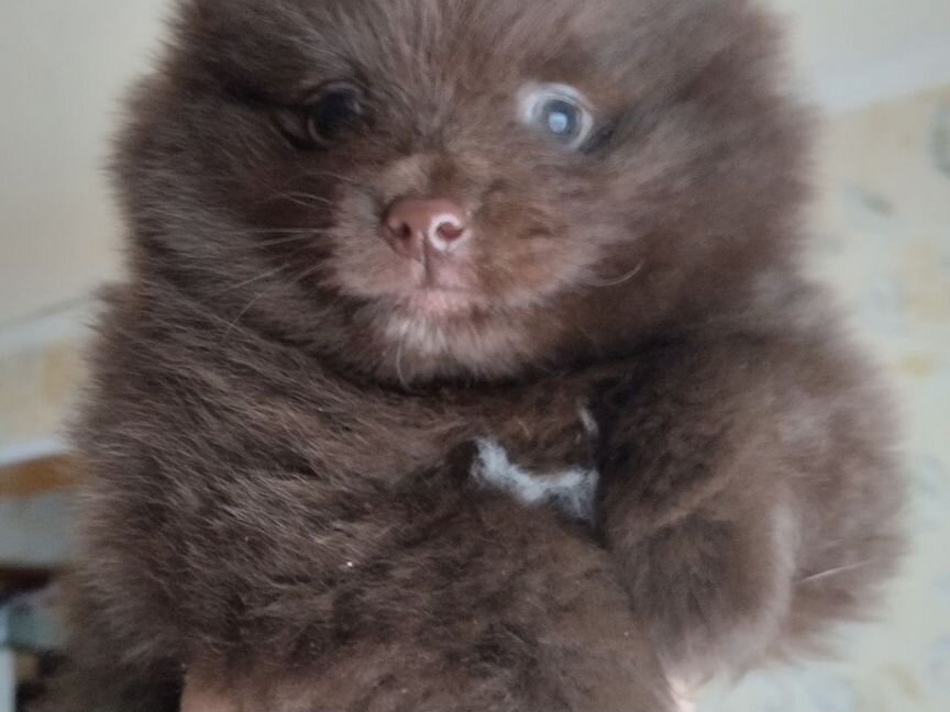 Щенок малого шпица, мальчик