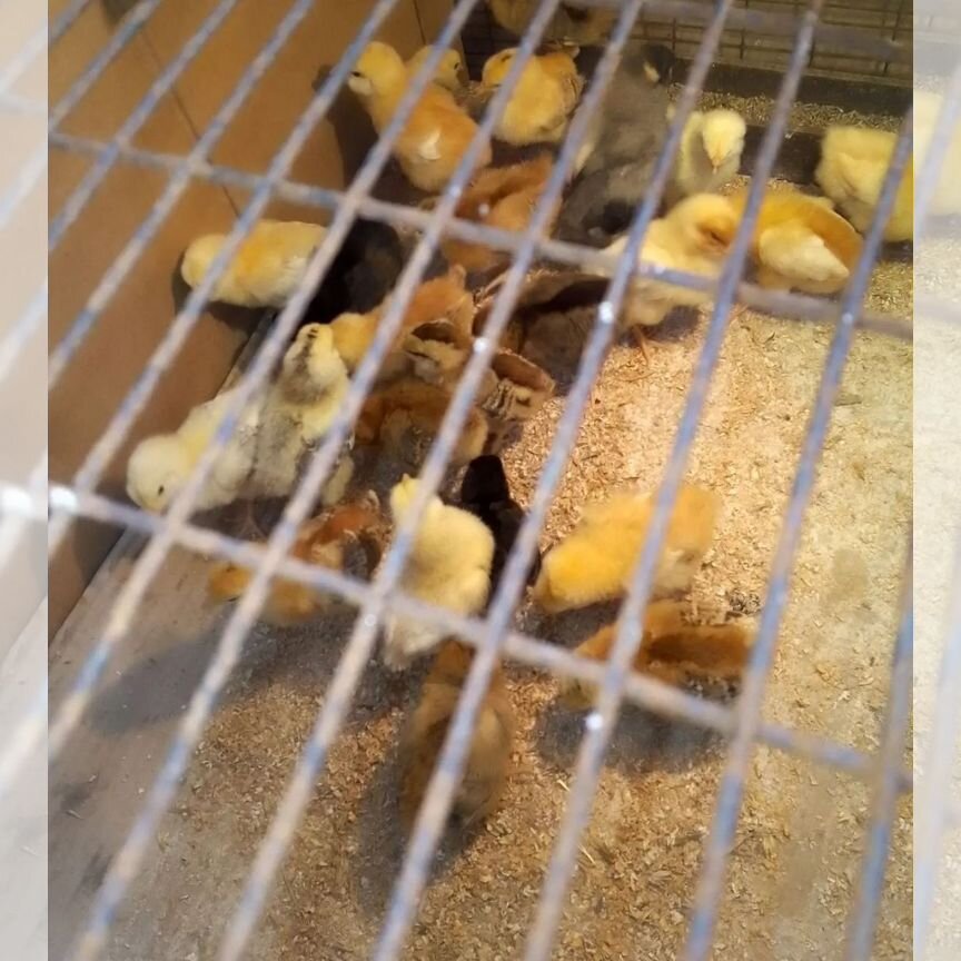 Цыплята несушки подрощенные