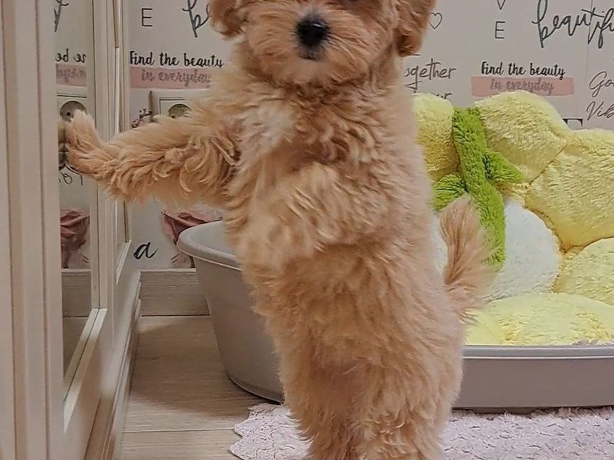 Мальтипу ф 1 мини
