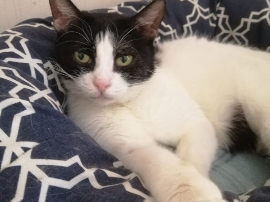 Чудесная кошечка в надежные ручки