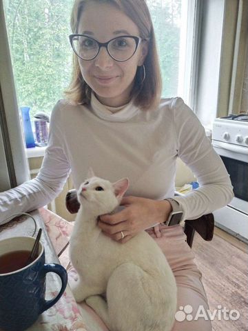 Кошки в добрые руки бесплатно
