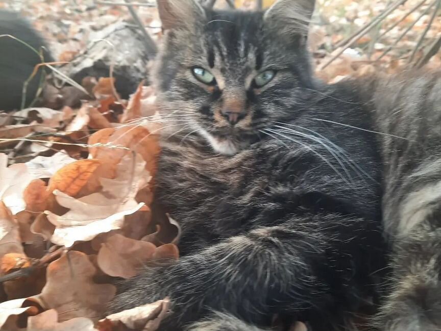 Милые Пух и Белка жмутся друг к другу на улице