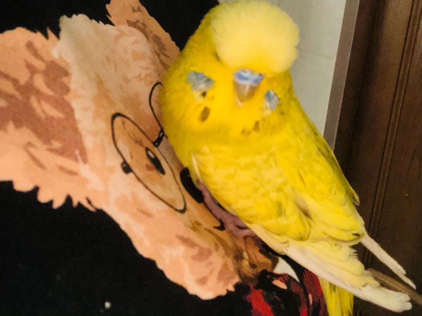 Волнистый попугай чех ручной