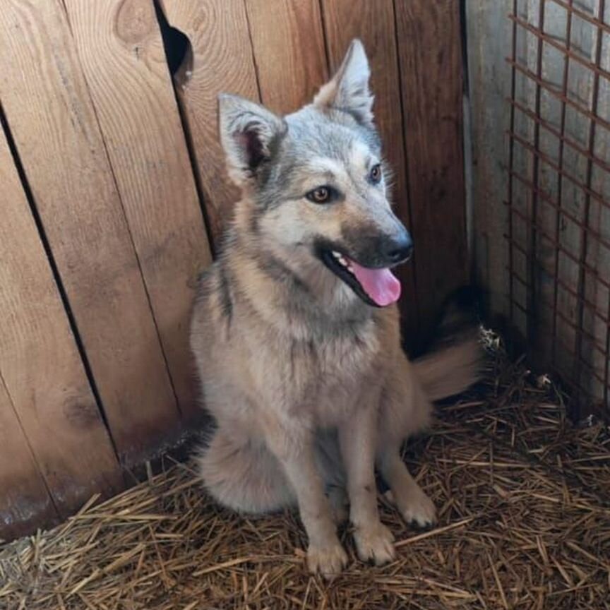 Взрослая собака в добрые руки