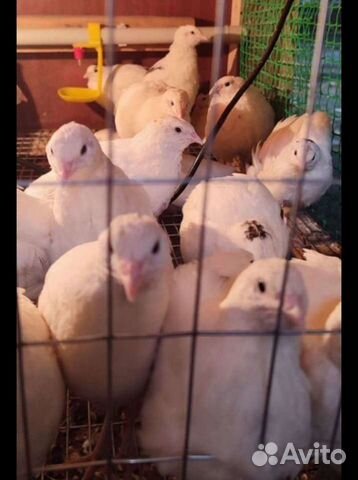 Перепела 2х месячные