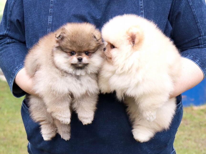 Щенки-Mедвежата шпица с Бэби-фэйс 2 мес