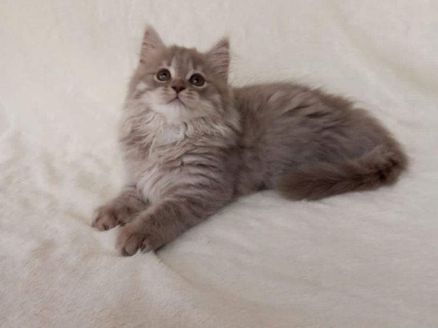 Хайленд страйт девочка