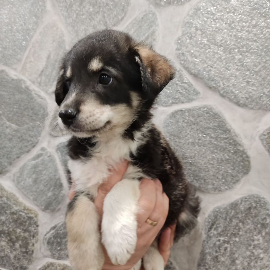 Малыш 2 месяца в добрые руки