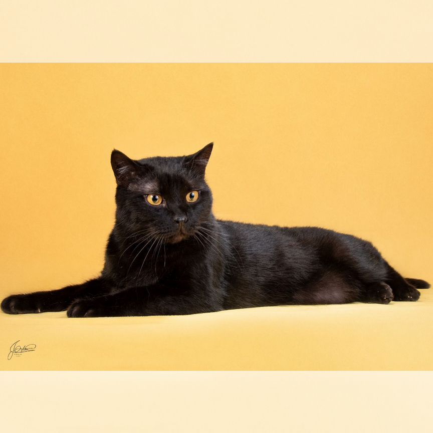 Романтичный кот Берлиоз в дар