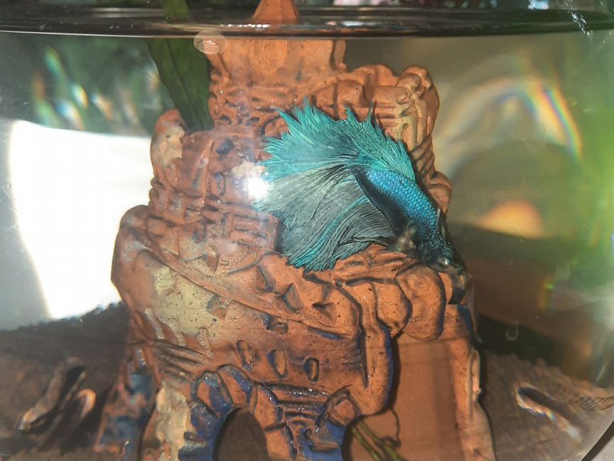 Аквариум с рыбкой петушок