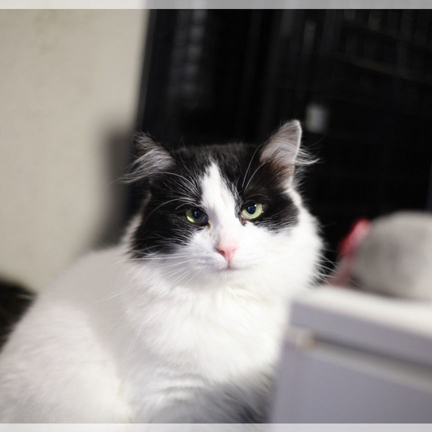 Взрослая, Девочка кошка в добрые руки