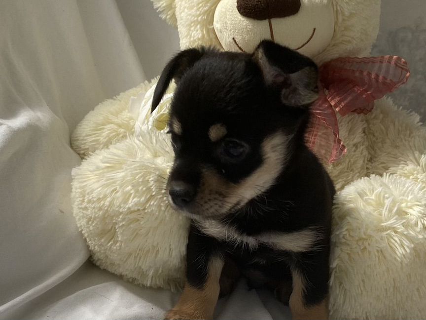 Щенки чихуахуа