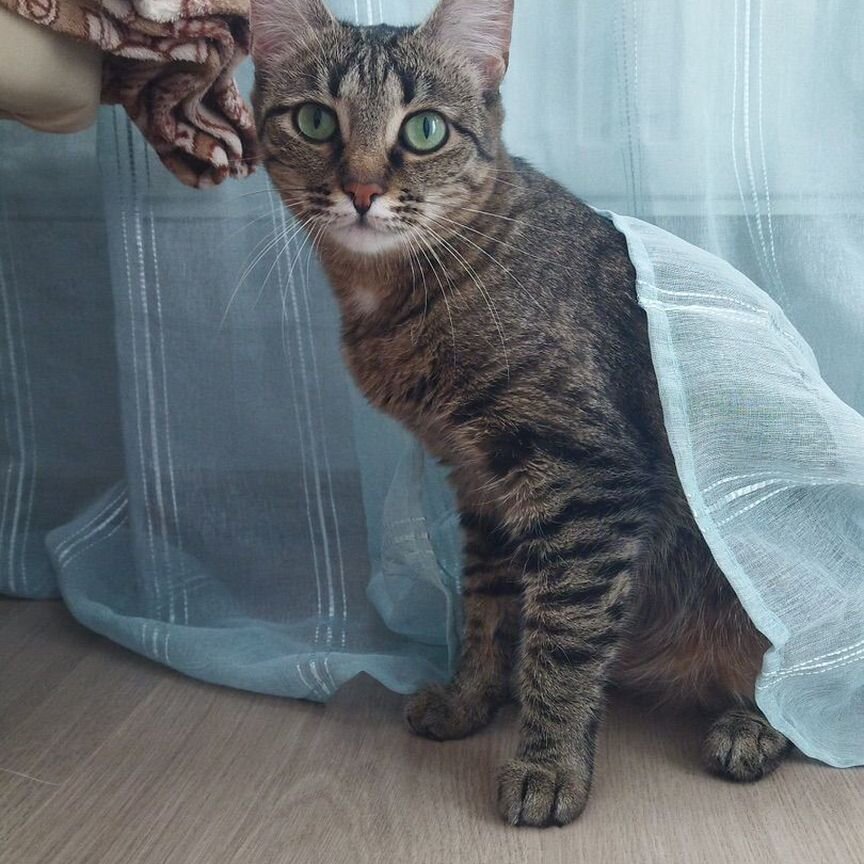 Кошка в дар