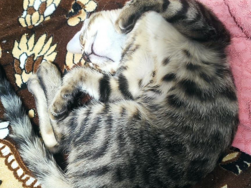 Бенгальская кошка