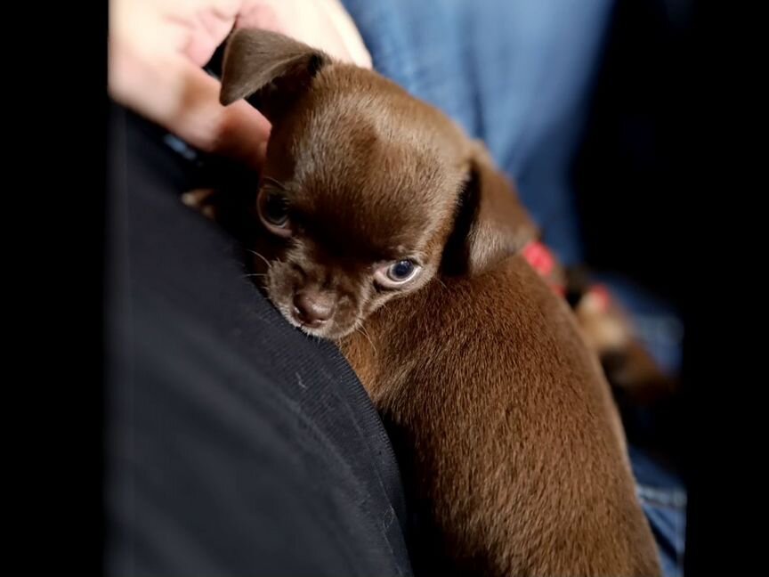 Мальчик Шоколадный красавчик. Рассрочка