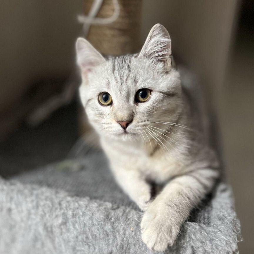 Шотландская европейка