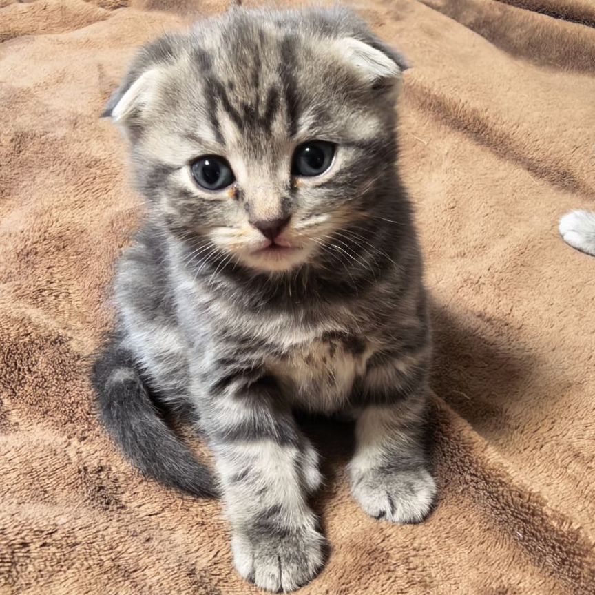 Шотландский вислоухий короткошёрстный котёнок