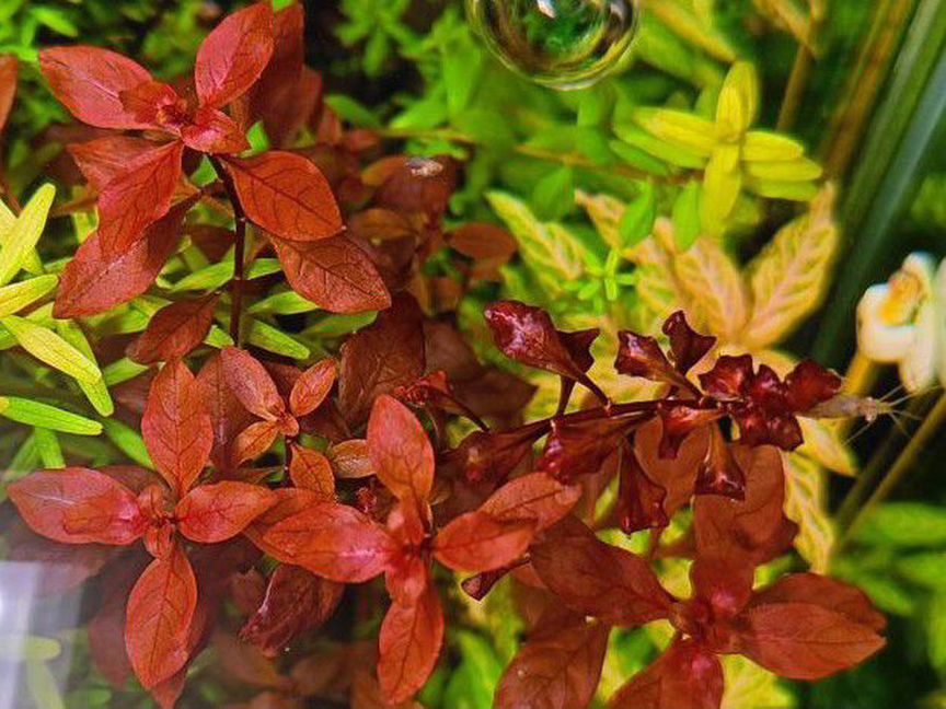 Людвигия супер ред, альтернантера рейнека