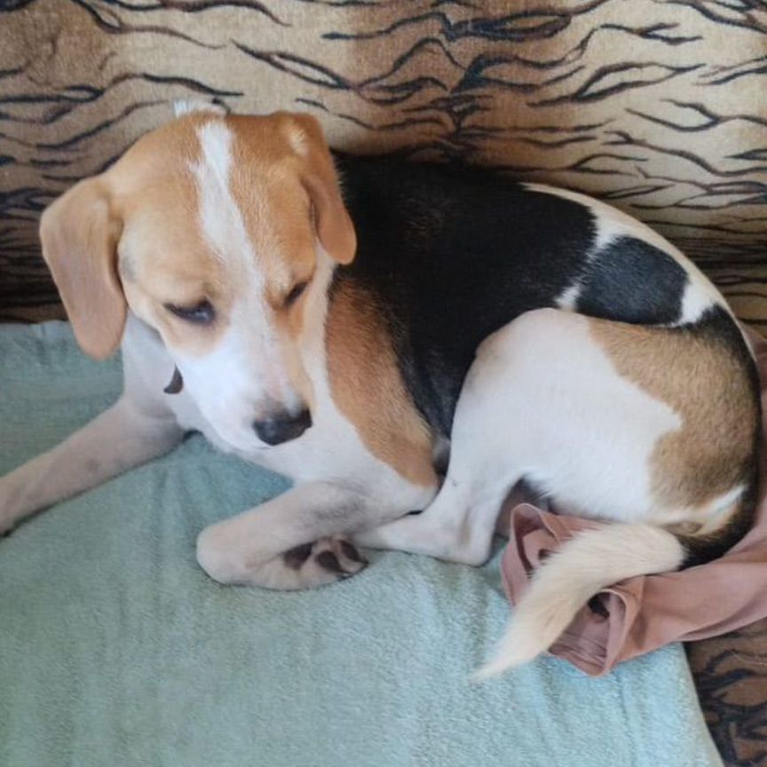 Бигль, взрослая собака