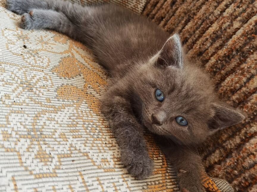 Котёнок в любящую семью