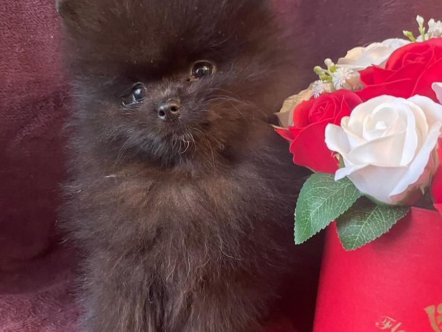 Померанский шпиц,мальчик