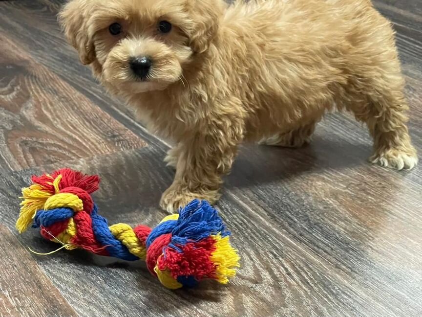 Мальтипу карамелька