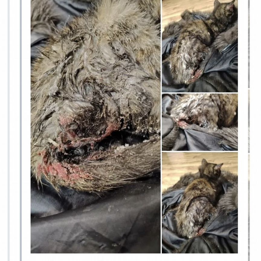 Британская короткошёрстная кошка, взрослая