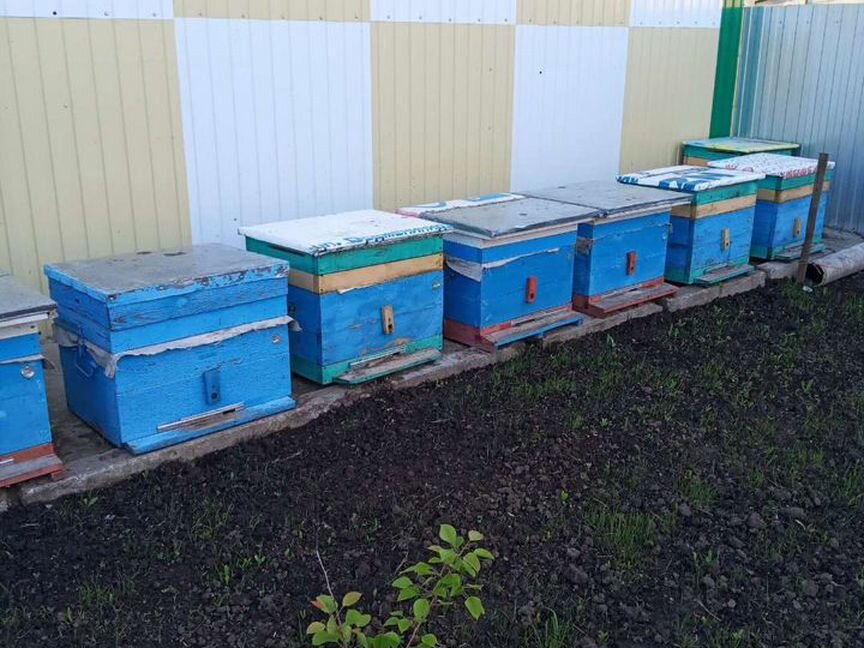 Продам улики для пчёл