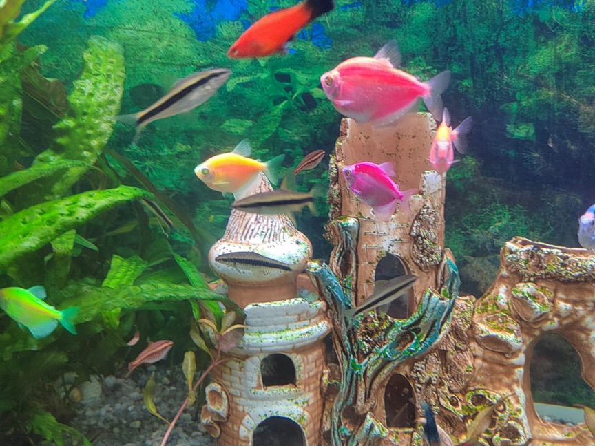 Сиамский водорослеед