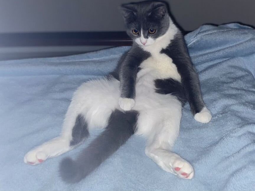 Кошка