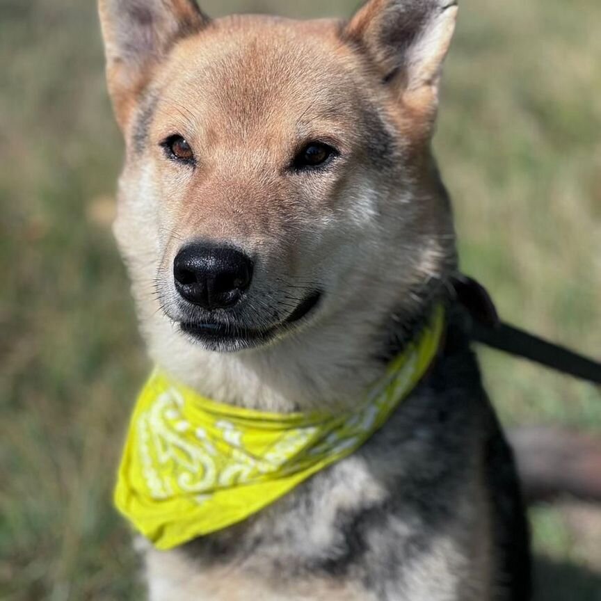 Пёсик Феникс попал в приют после трагедии