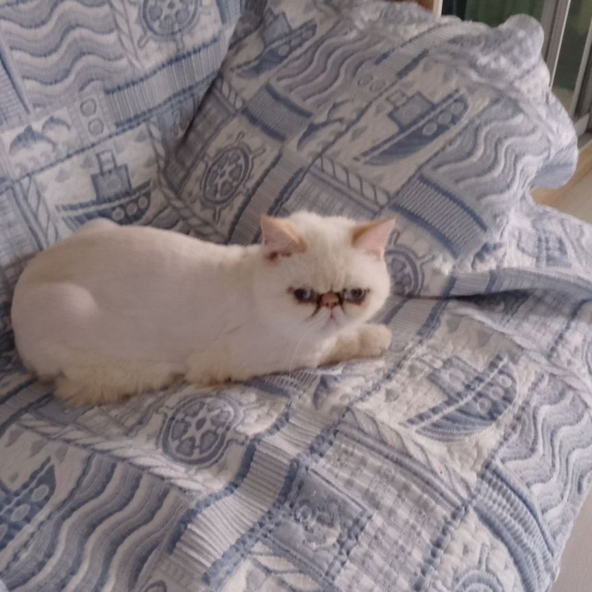 Экзотическая кошка