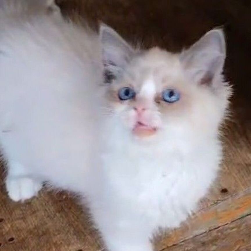 Регдолл девочка