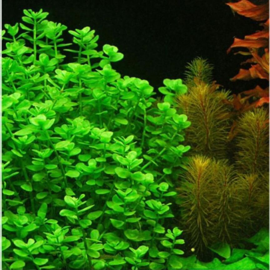 Растение в аквариумное