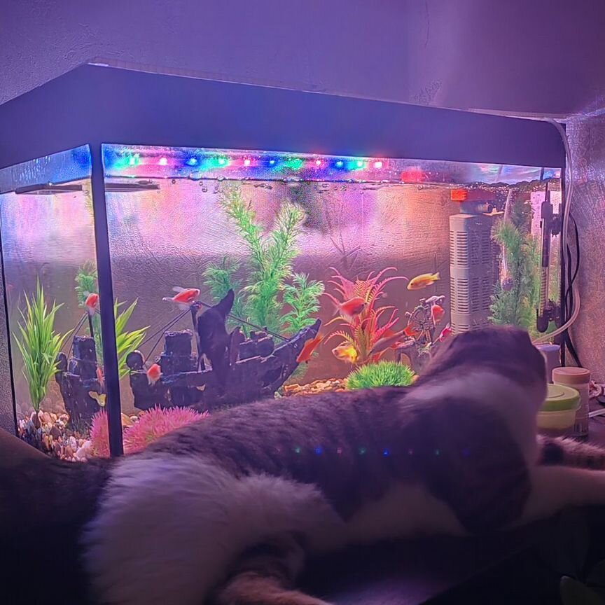 Аквариум с фильтром и декорациями