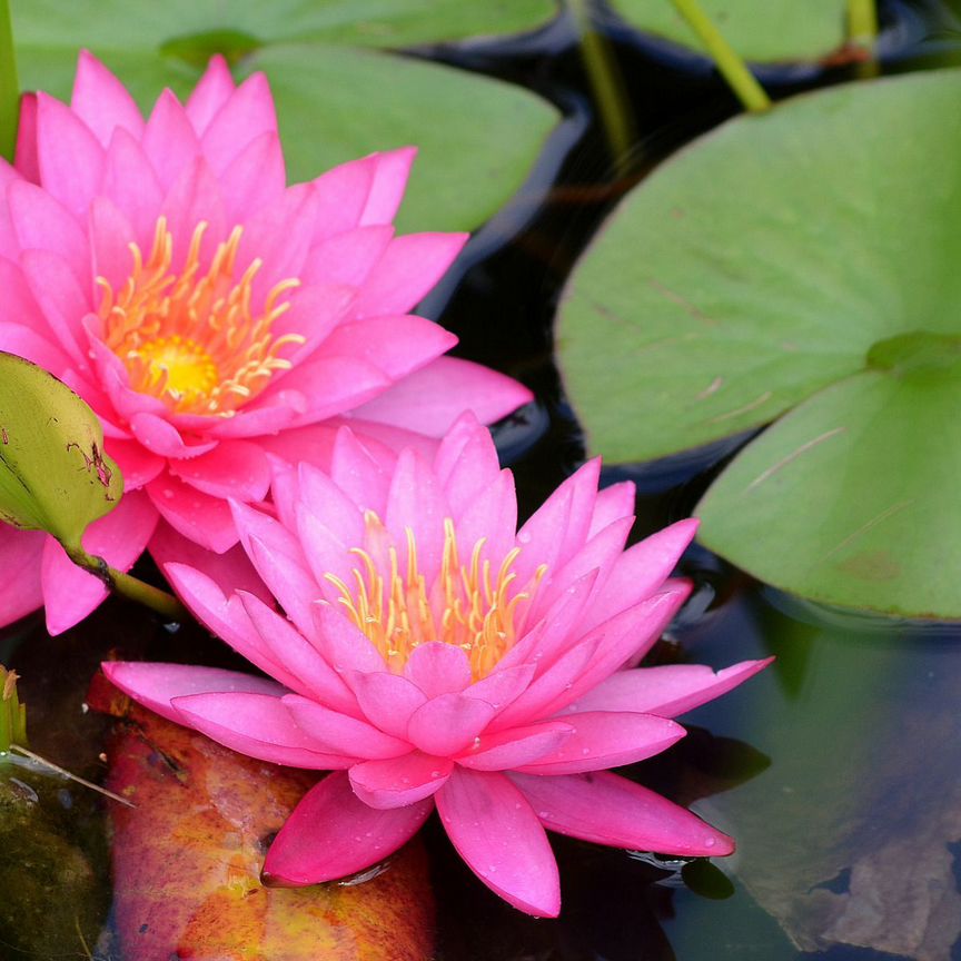 Нимфея- водяная Лилия